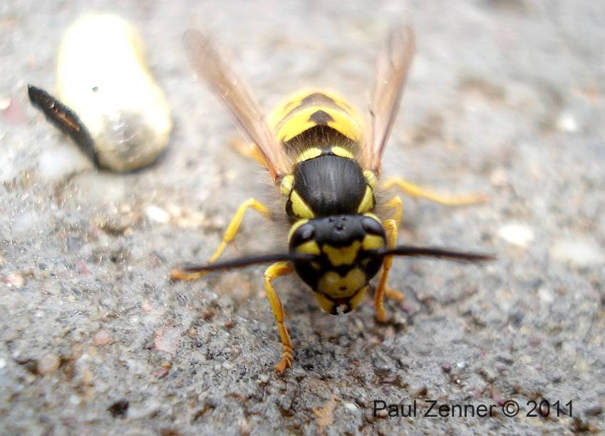 Paul Zenner (c) 2011