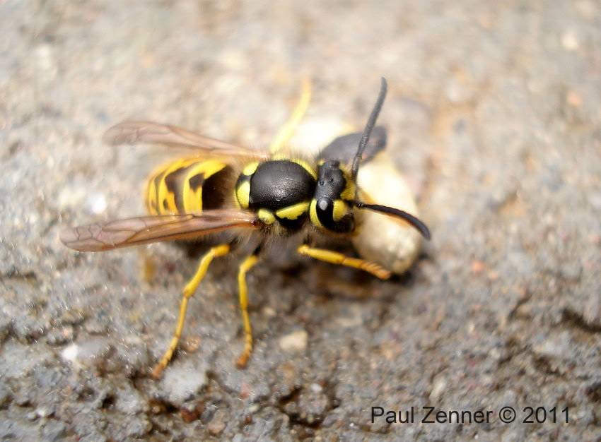 Paul Zenner (c) 2011