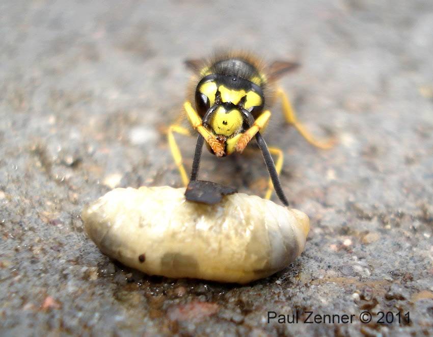 Paul Zenner (c) 2011