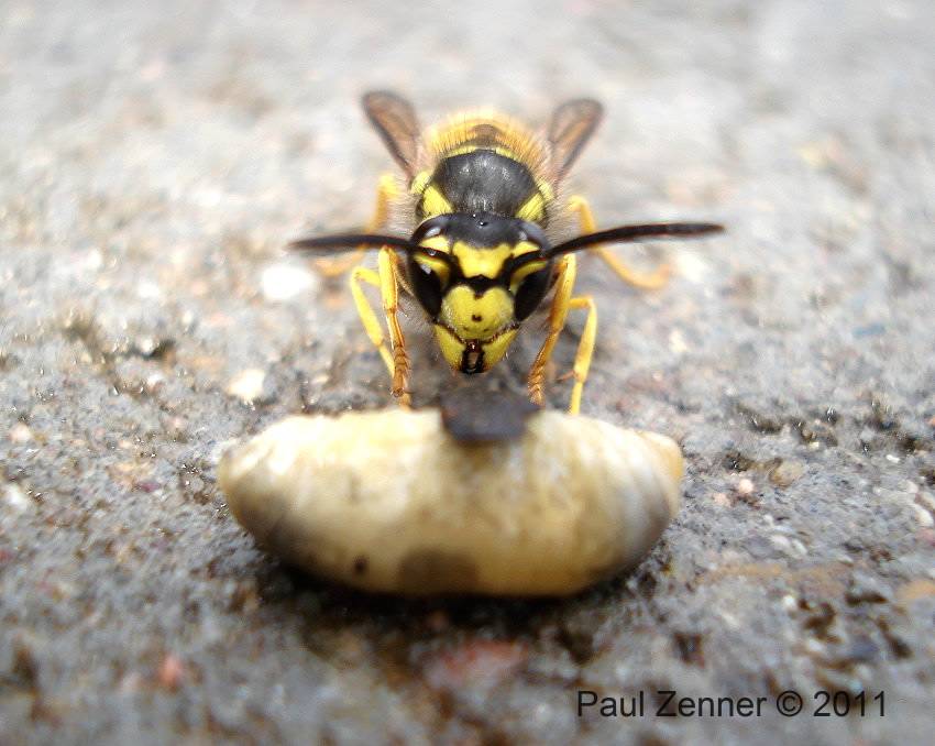 Paul Zenner (c) 2011