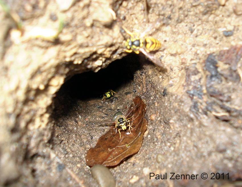 Paul Zenner (c) 2011