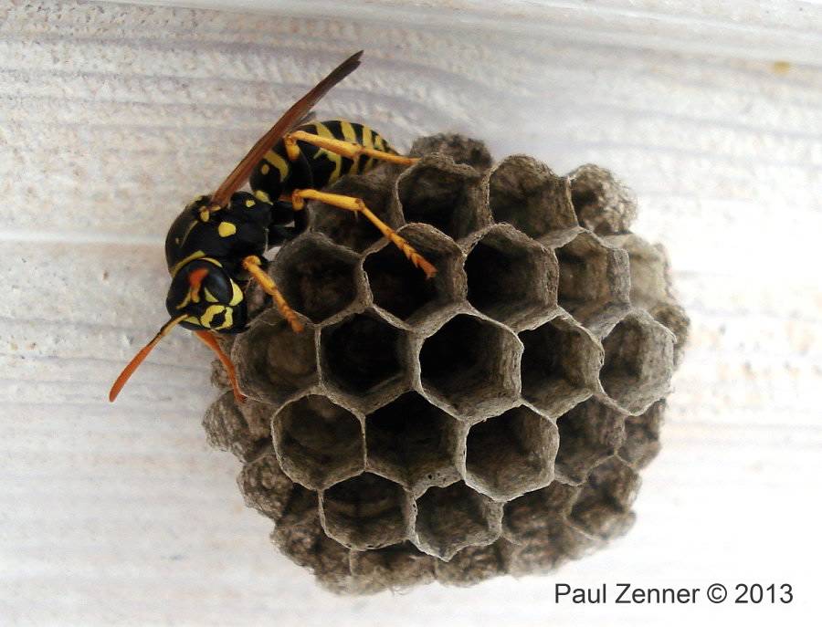 Paul Zenner (c) 2013