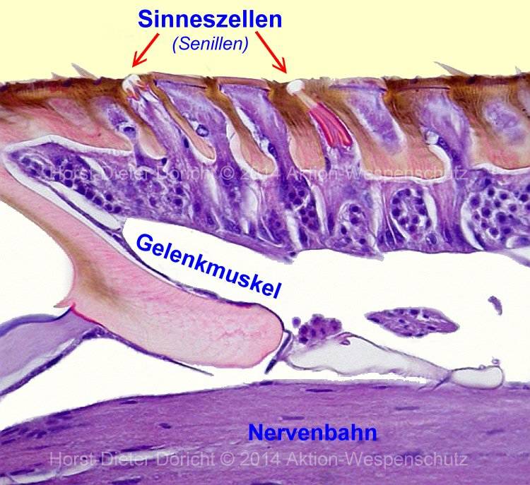 Mit Gefuehl